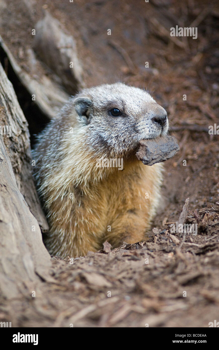 Marmota Flaviventris