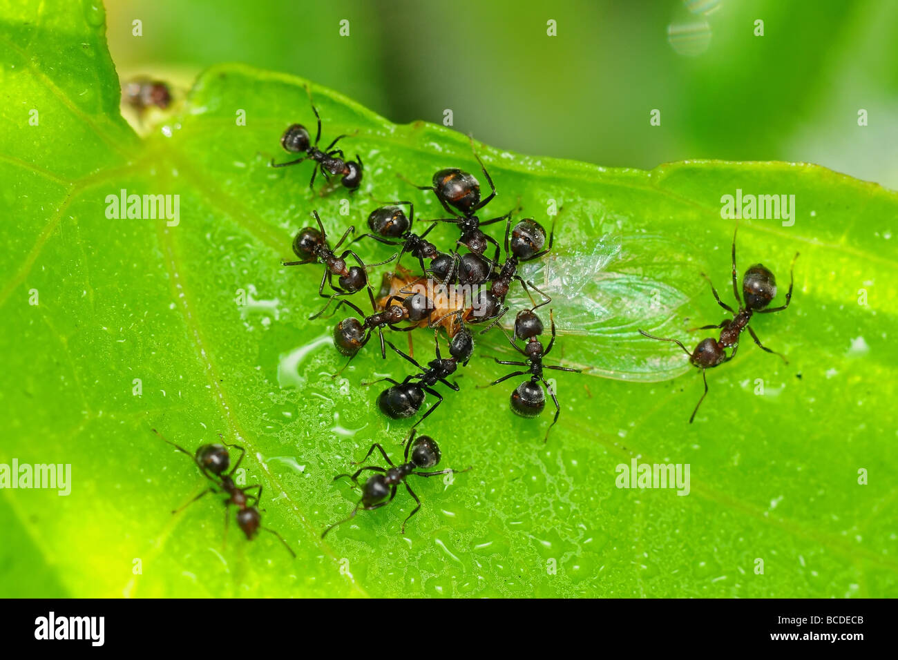 black ant eating an insect Stock Photo - Alamy