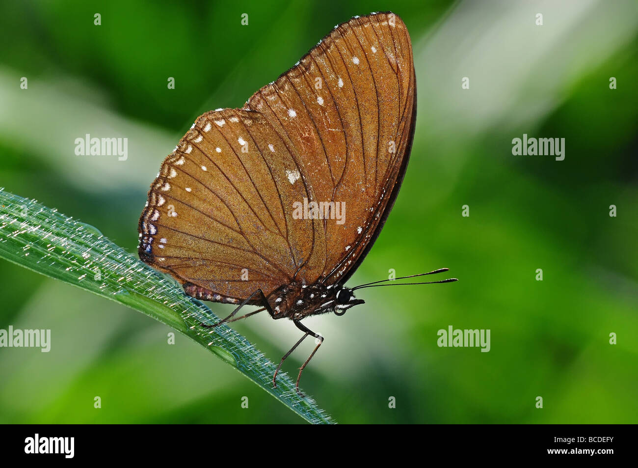 brown color butterfly in the parks Stock Photo - Alamy