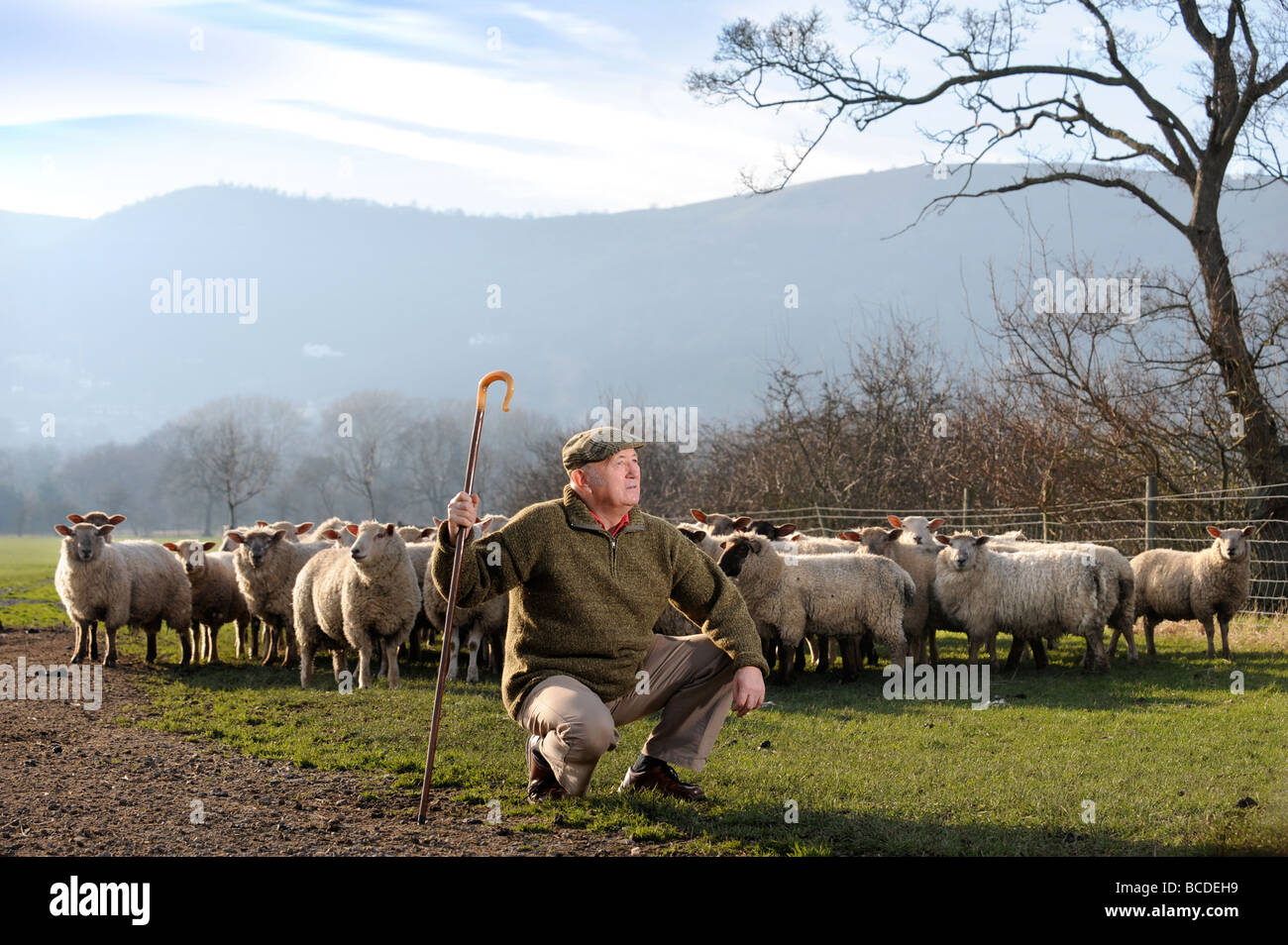 A FARMER WITH A SMALL FLOCK OF SHEEP GRAZING BELOW THE MALVERN HILLS ...