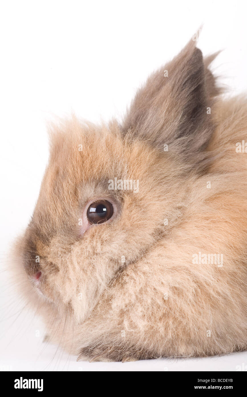 brown bunny isolated on white background Stock Photo - Alamy