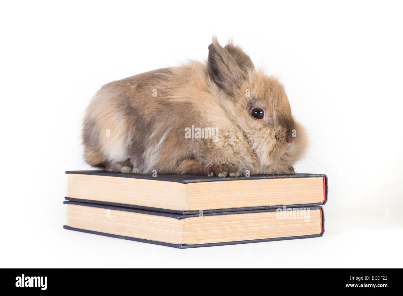 brown bunny with books isolated on white background Stock Photo - Alamy