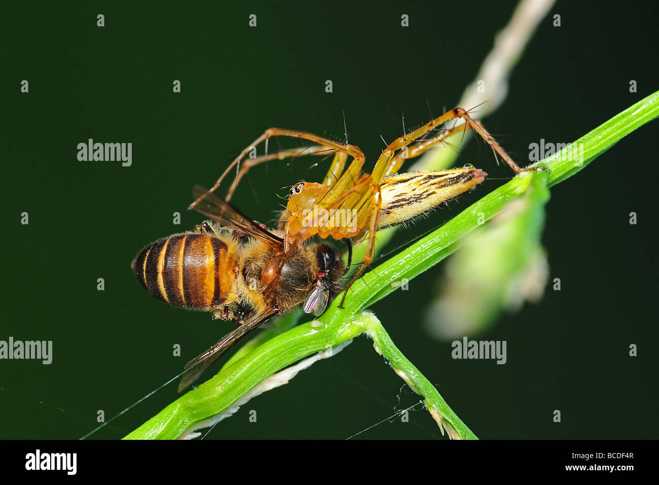 lynx spider eating a honey bee Stock Photo - Alamy