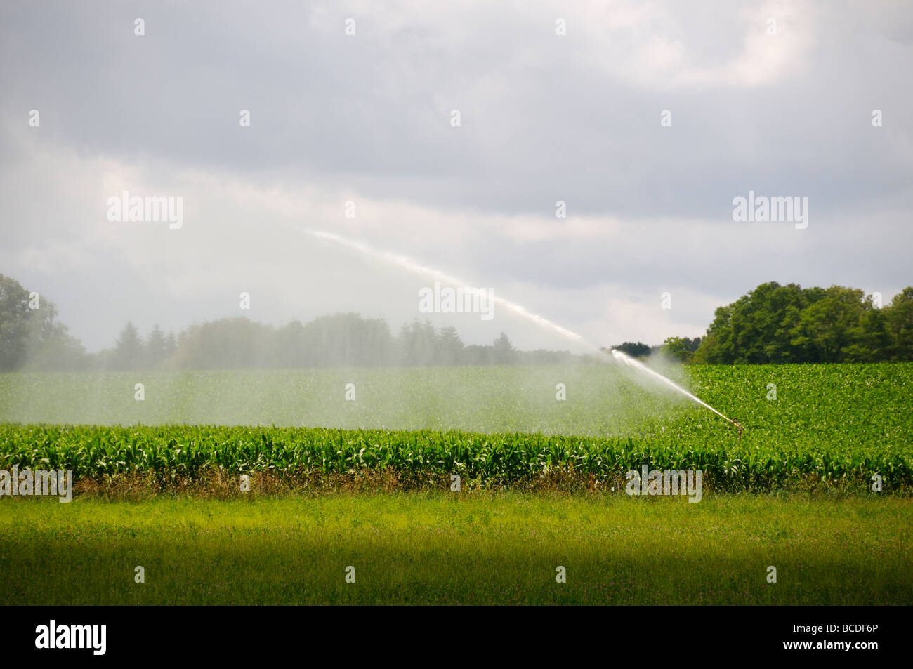 Crops being watered hi-res stock photography and images - Alamy