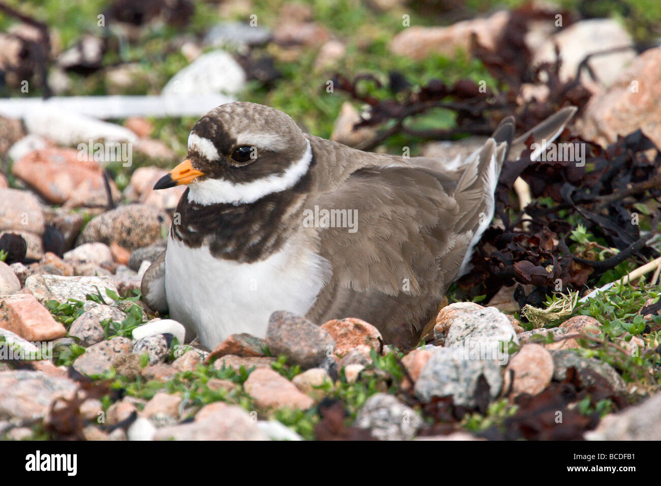 Ringed Plover on nest Stock Photo - Alamy