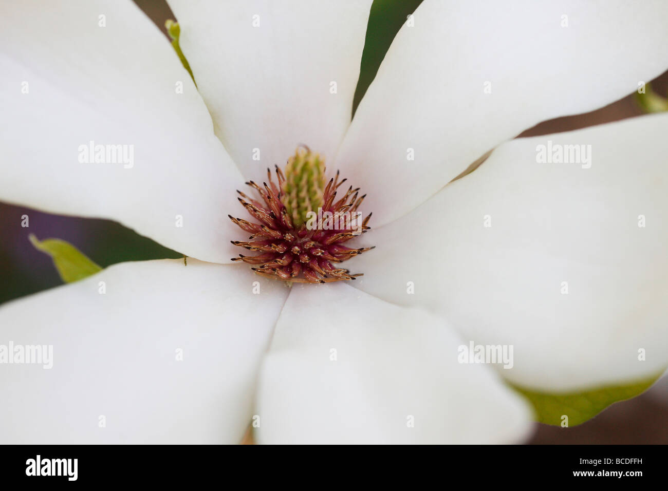 beautiful magnolia bloom with pollen fine art photography Jane Ann ...