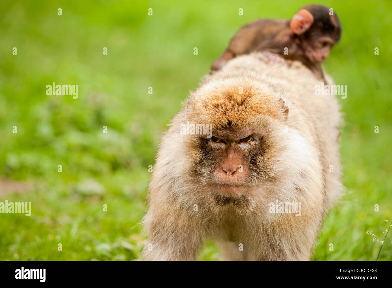 Rhesus Macaque carrying a baby on the back Stock Photo - Alamy