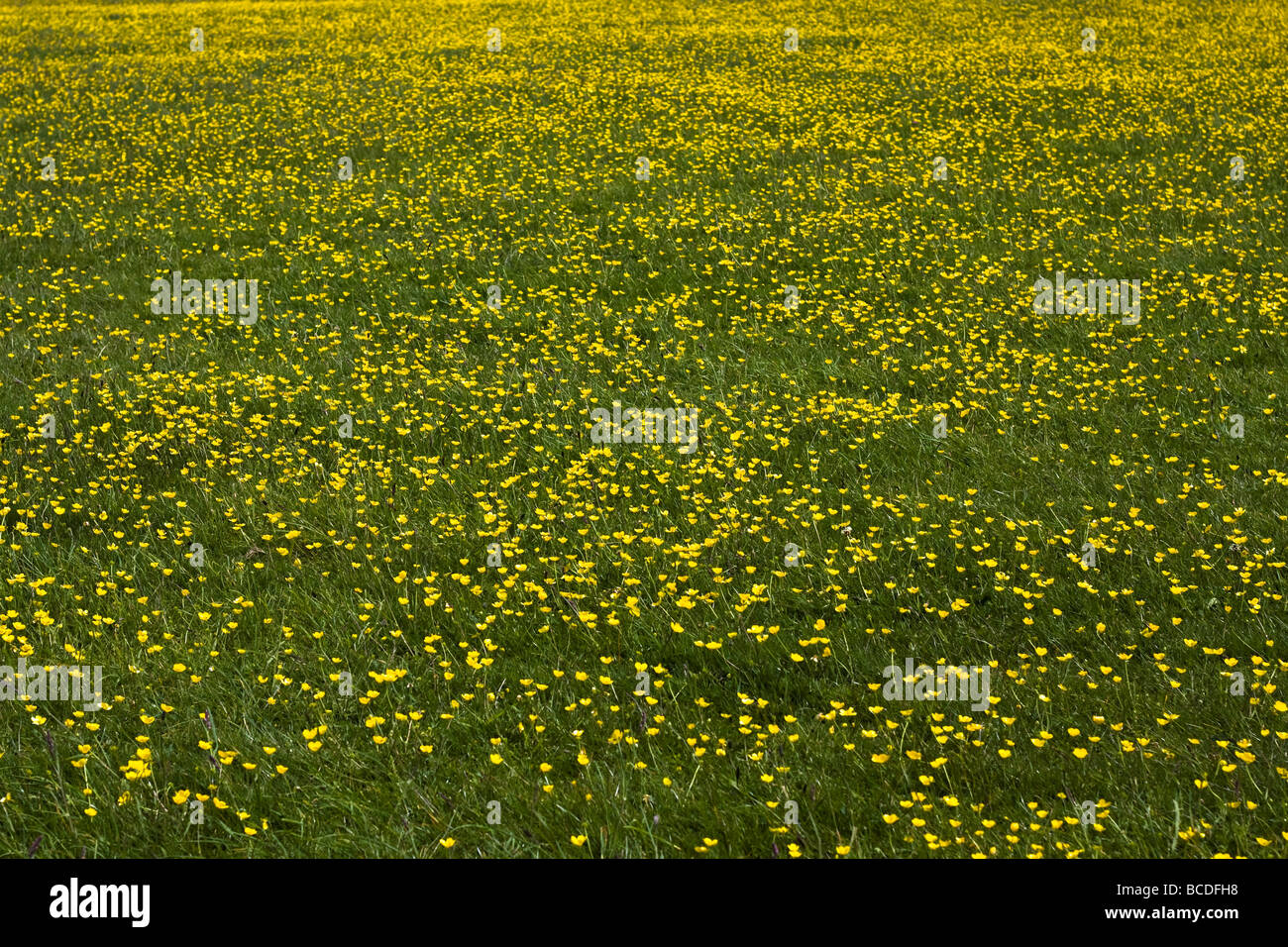 Green pasture filled with little yellow flowers Stock Photo - Alamy