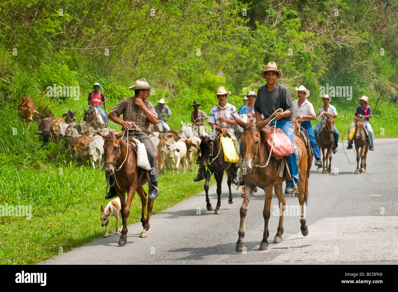Farmers with cows latin america hi-res stock photography and images - Alamy