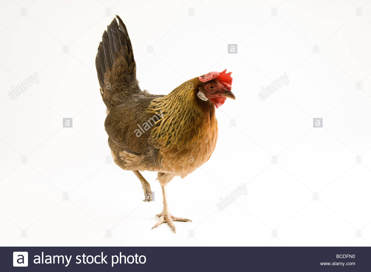 Brown Leghorn High Resolution Stock Photography and Images - Alamy