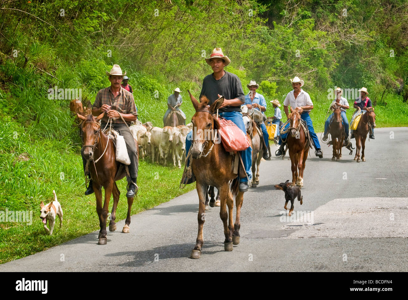 cuba el cobre breeding cows Stock Photo - Alamy