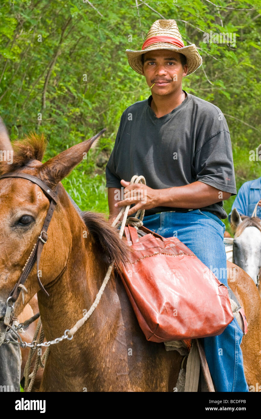 cuba el cobre breeding cows Stock Photo - Alamy