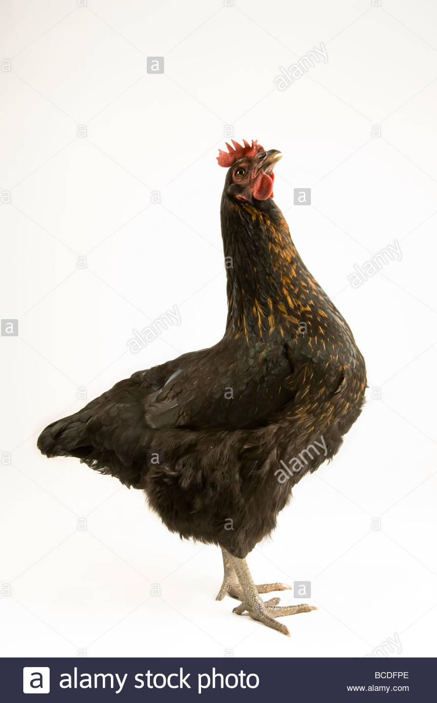 Poultry Production America Stock Photos & Poultry Production America ...