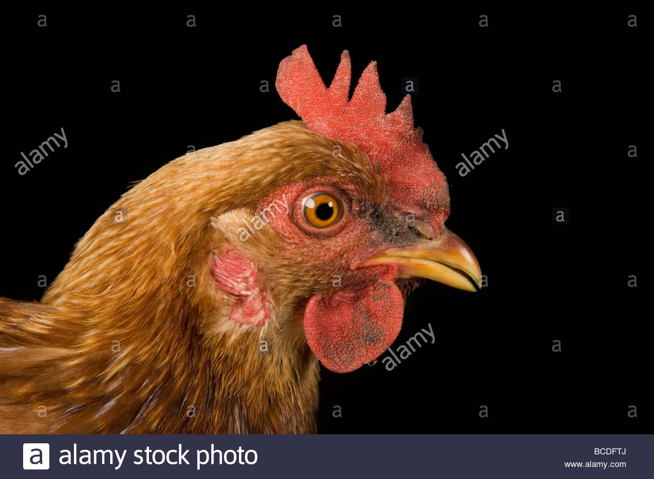 Poultry Production America Stock Photos & Poultry Production America ...