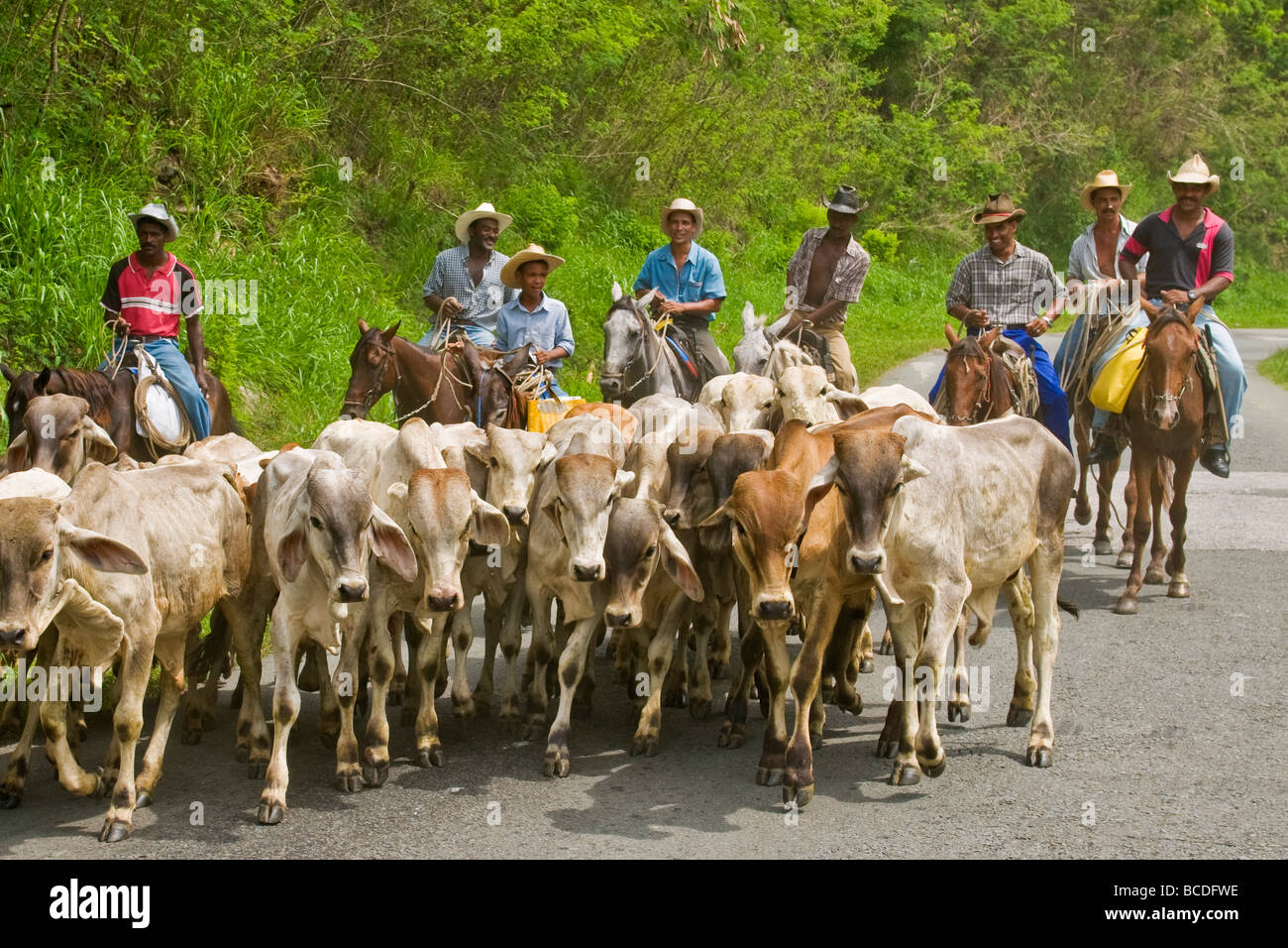 Farmers with cows latin america hi-res stock photography and images - Alamy