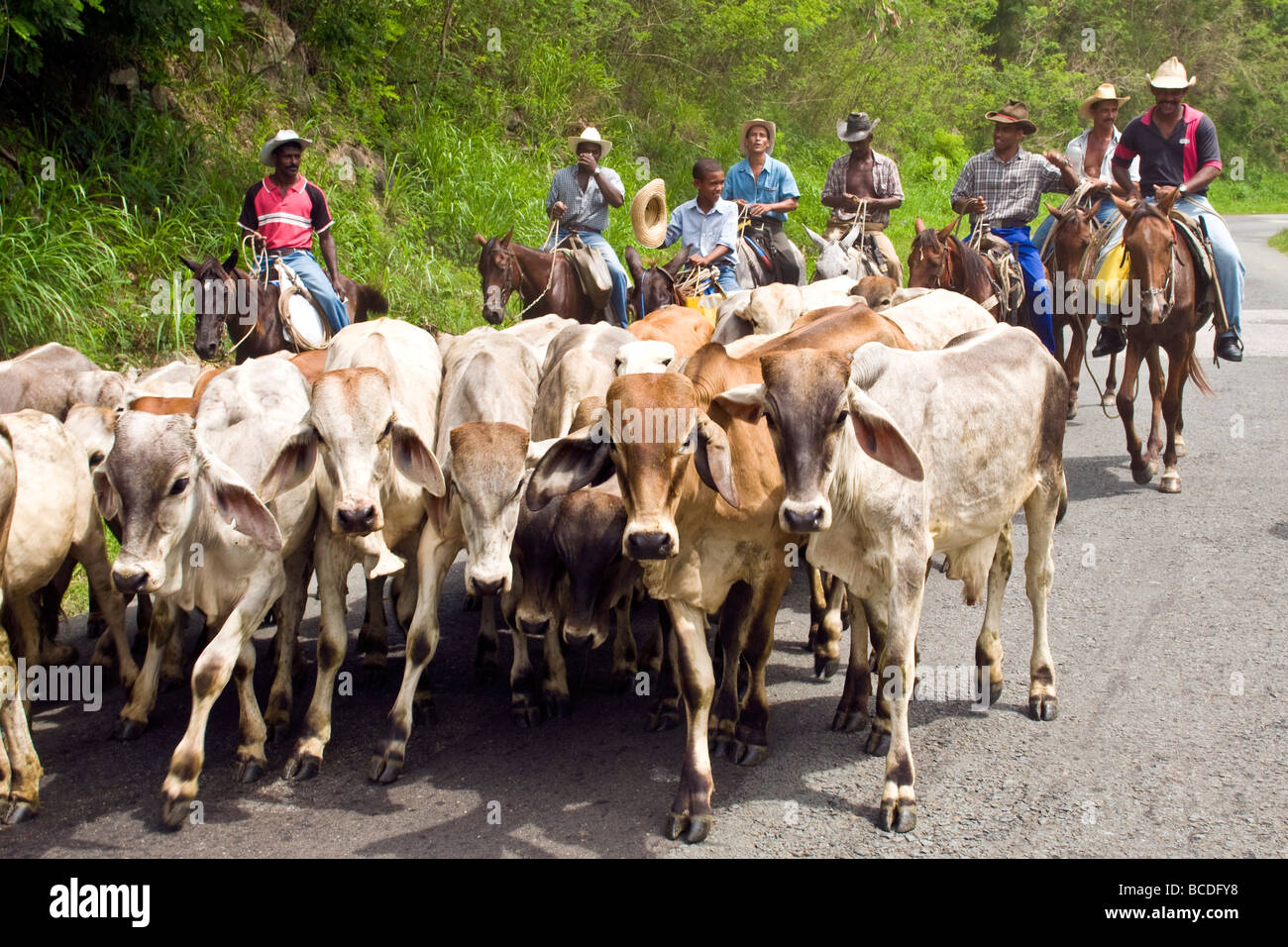 Farmers with cows latin america hi-res stock photography and images - Alamy