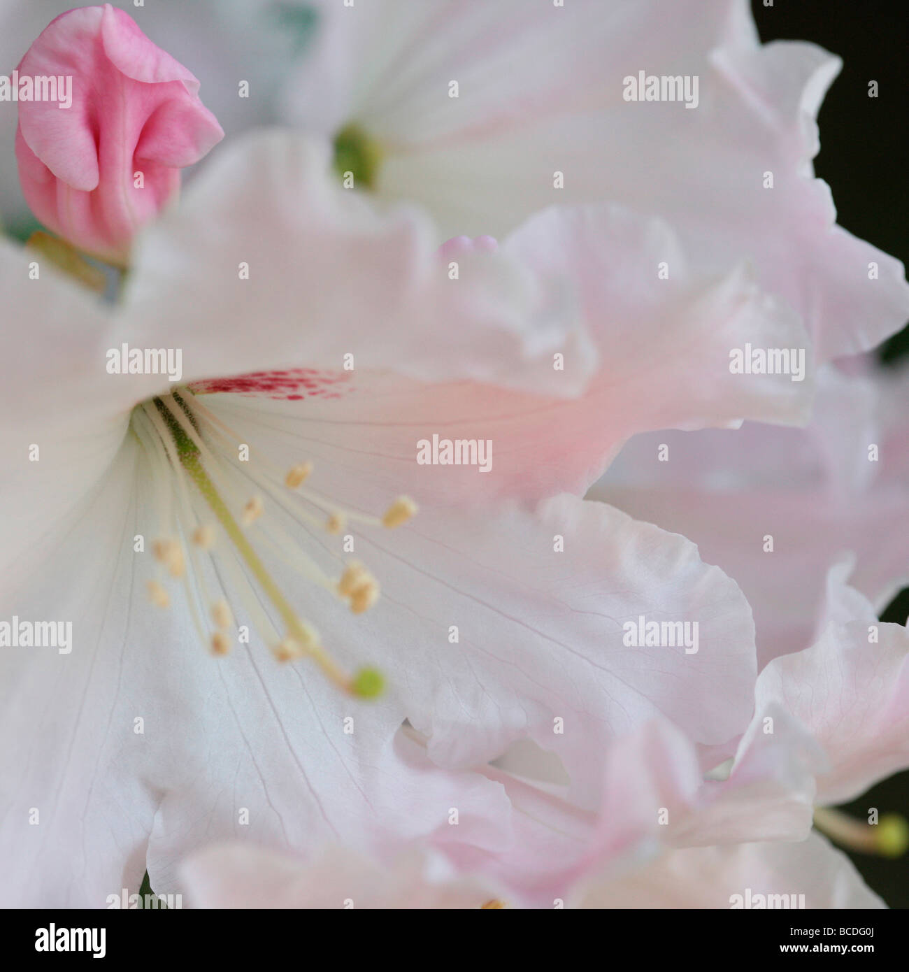 a taste of spring beautiful white rhododendron cluster with pale pink ...