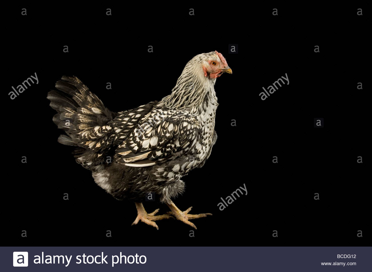 Silver Laced Wyandotte High Resolution Stock Photography and Images - Alamy