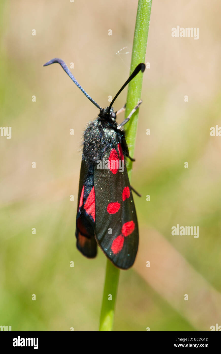 Black red insect hi-res stock photography and images - Alamy