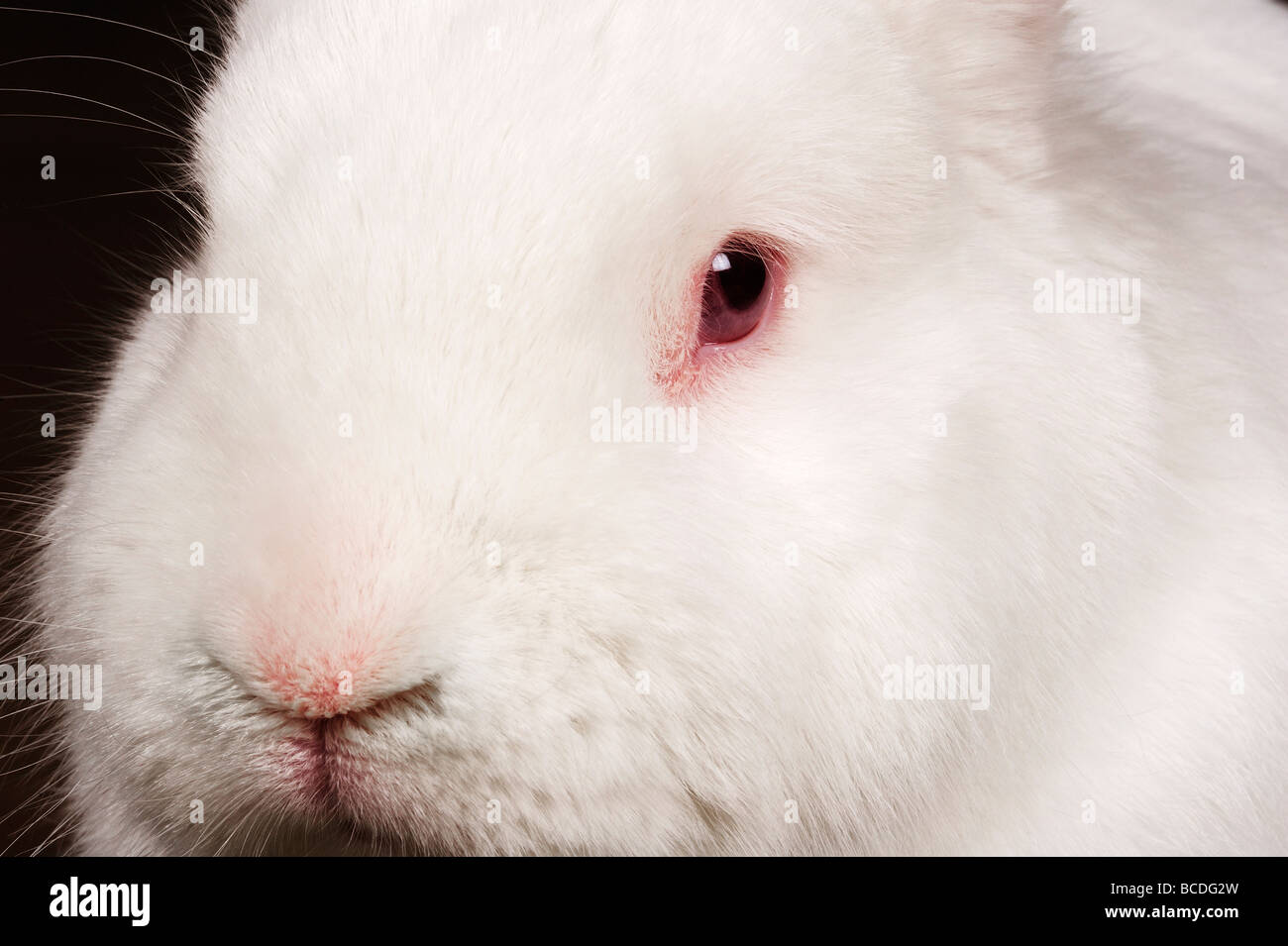 Close up of a large New Zealand White rabbit Stock Photo - Alamy