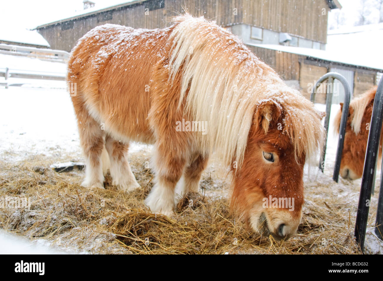Norway pony hi-res stock photography and images - Alamy