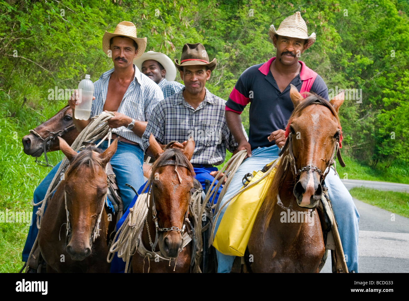 cuba el cobre breeding cows Stock Photo - Alamy