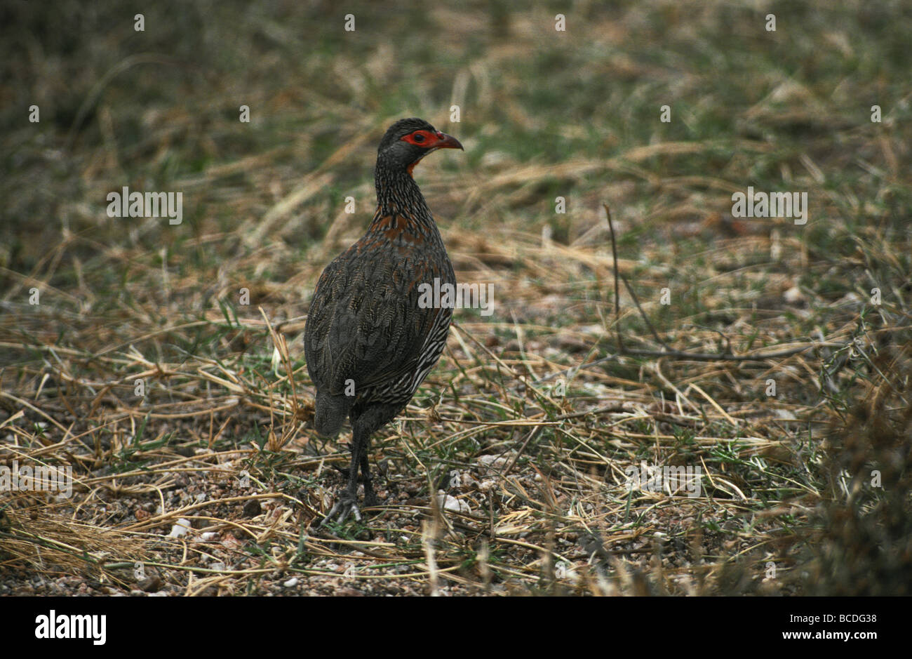 Animal skin markings hi-res stock photography and images - Alamy