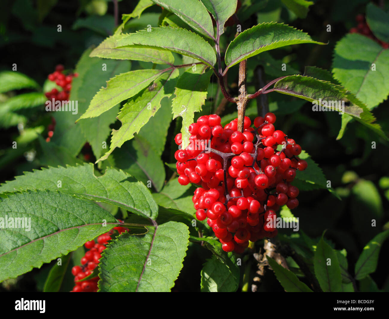 Sambucus racemosa or European Red Elder berries Stock Photo - Alamy