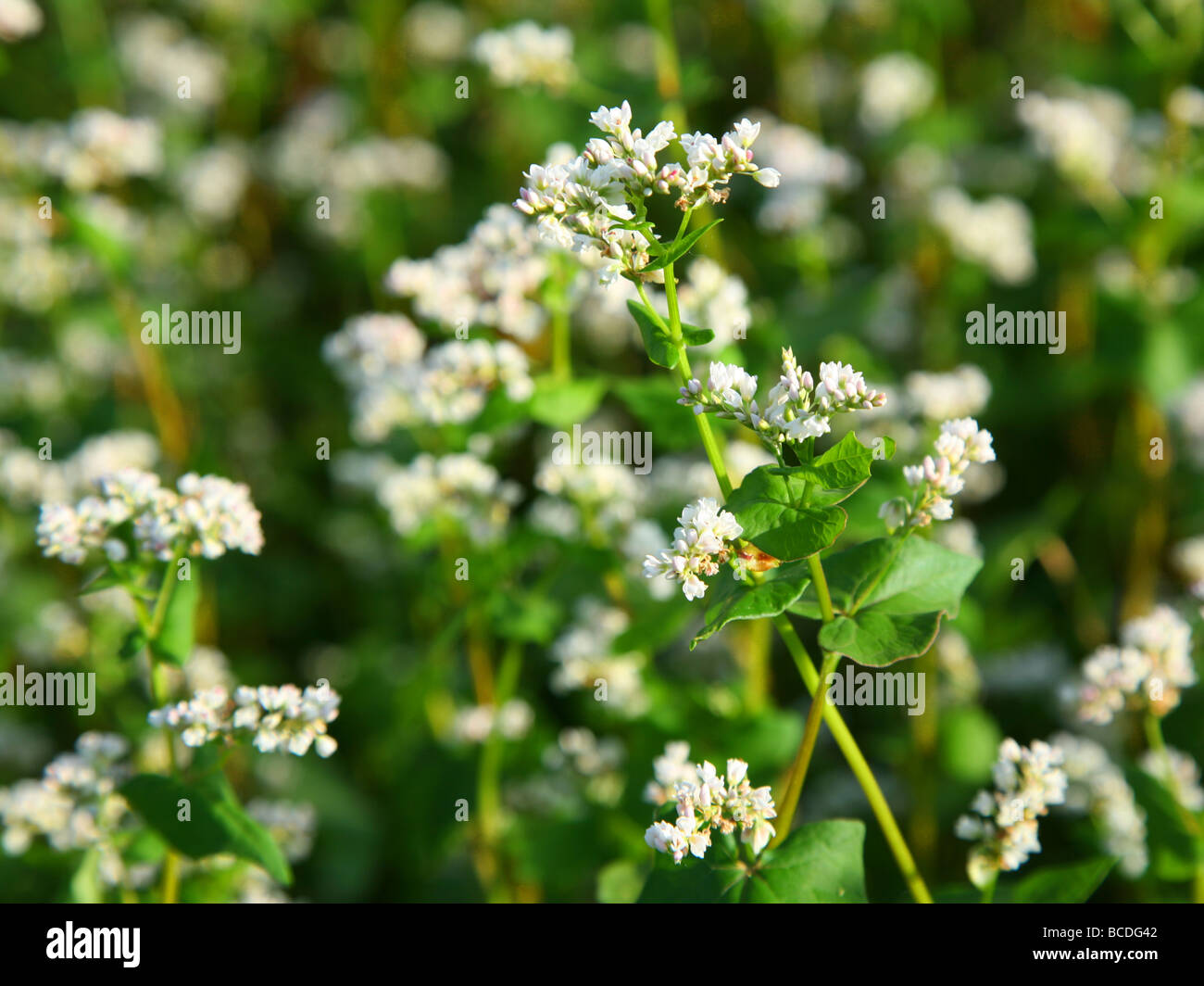 Flowers of buckwheat Stock Photo - Alamy