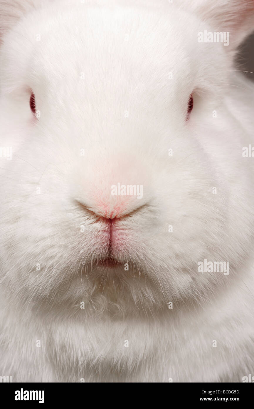 Close Up Rabbit Face