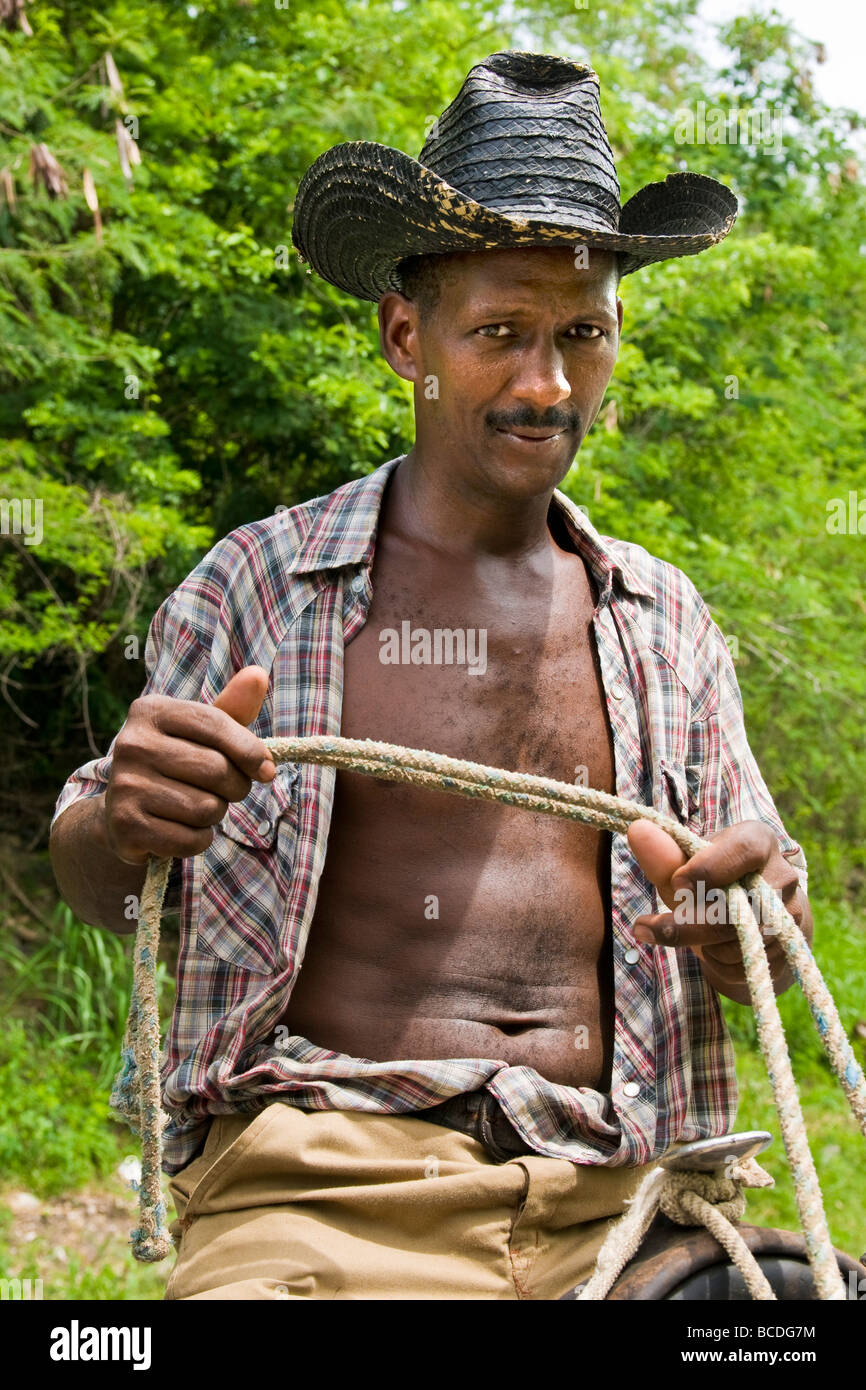 cuba el cobre breeding cows Stock Photo - Alamy