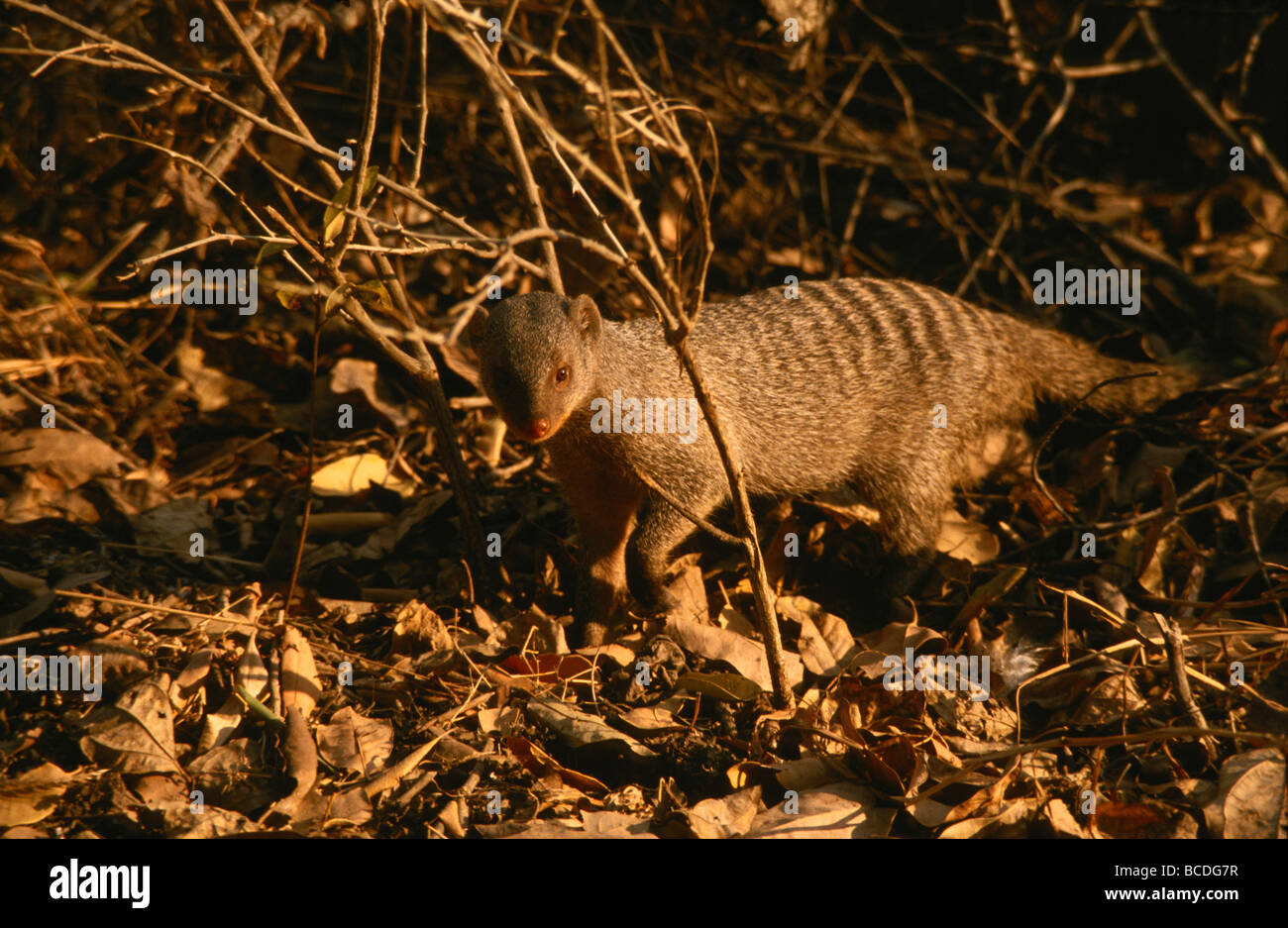 Dwarf mongoose people hi-res stock photography and images - Alamy