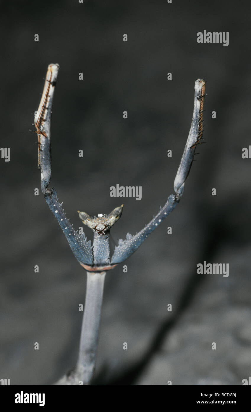 A Stick Insect displays defensive behavior with its arms splayed open ...