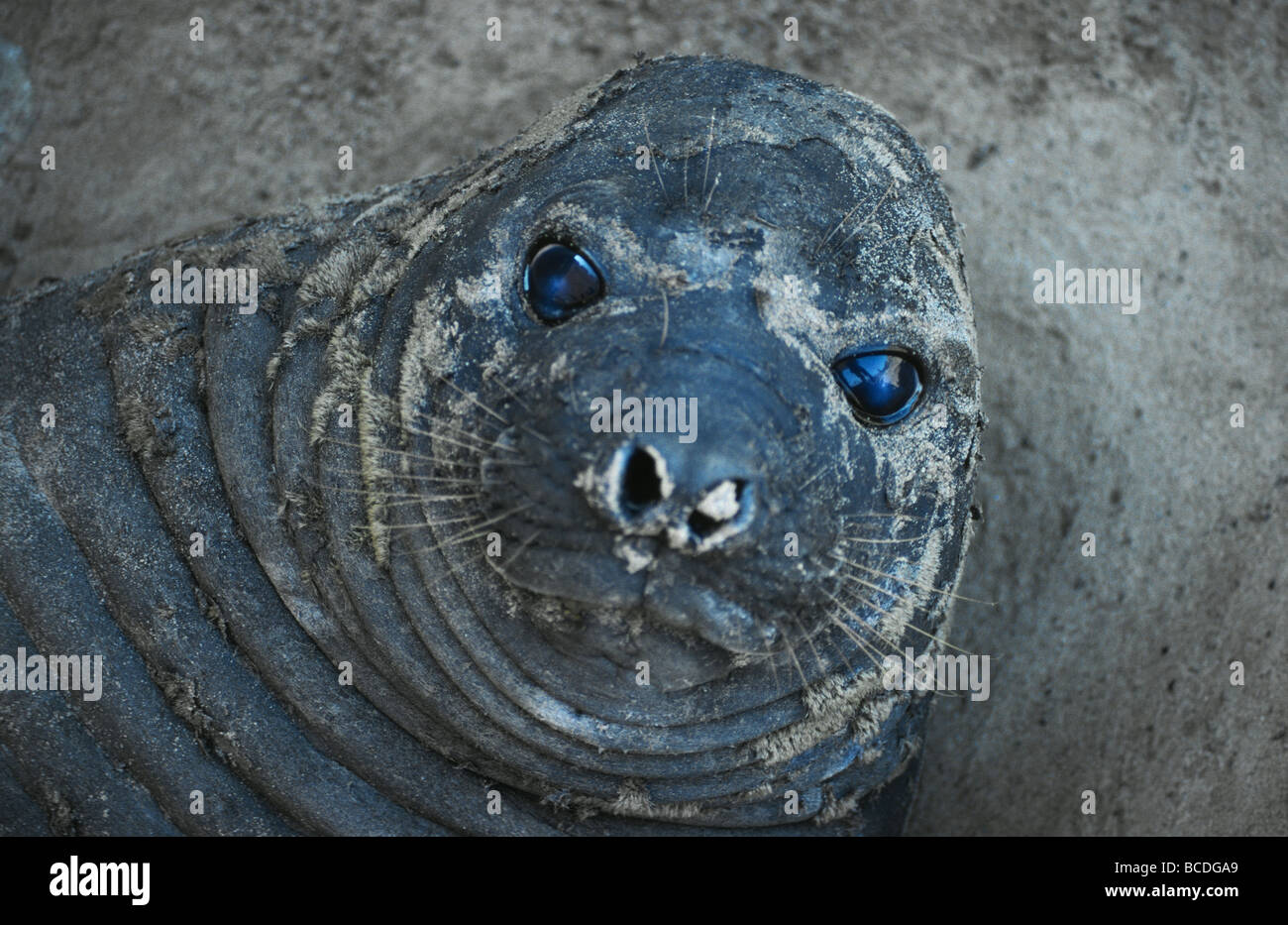 Vulnerable Female Southern Elephant Seal face portrait flabby skin ...
