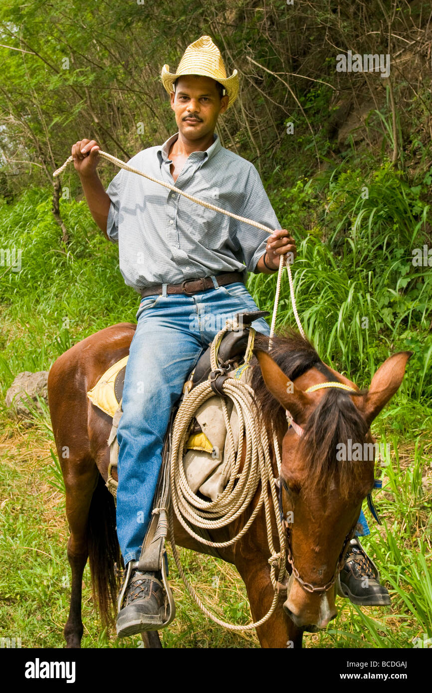 cuba el cobre breeding cows Stock Photo - Alamy