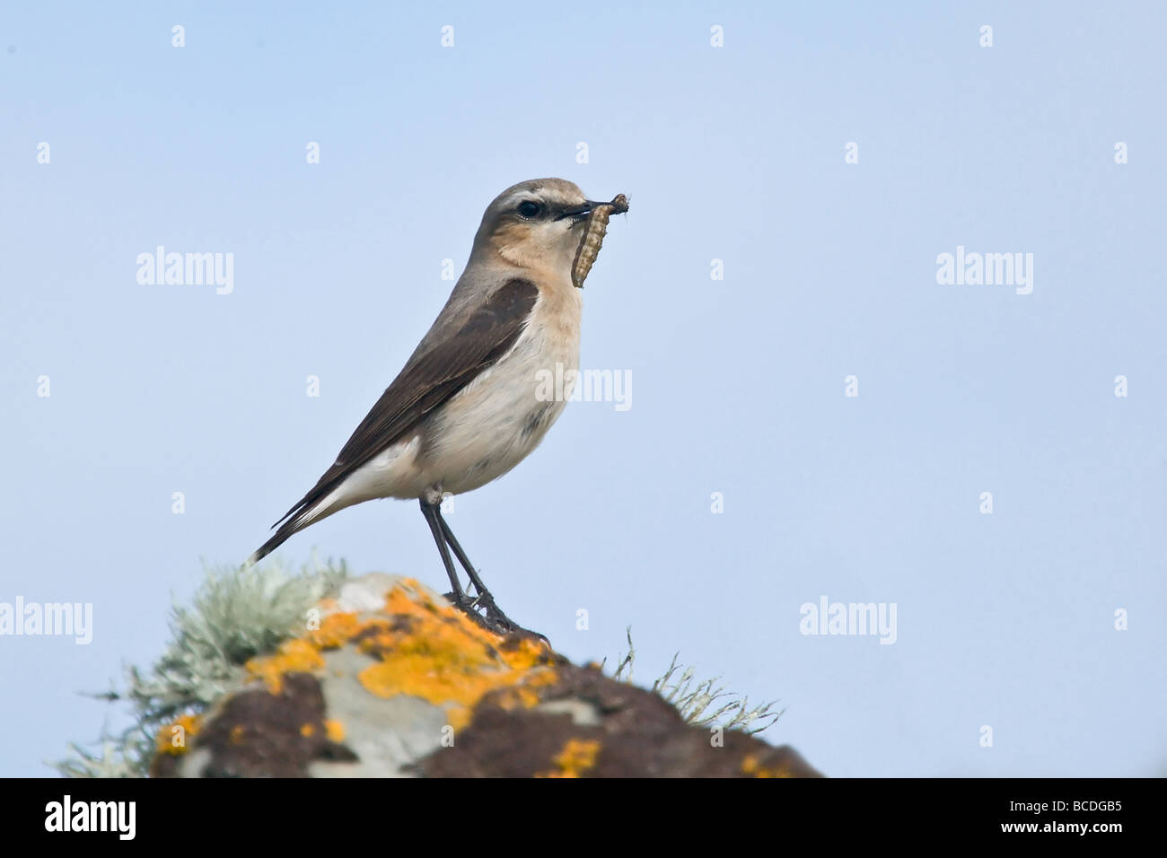 Female wheatear hi-res stock photography and images - Alamy