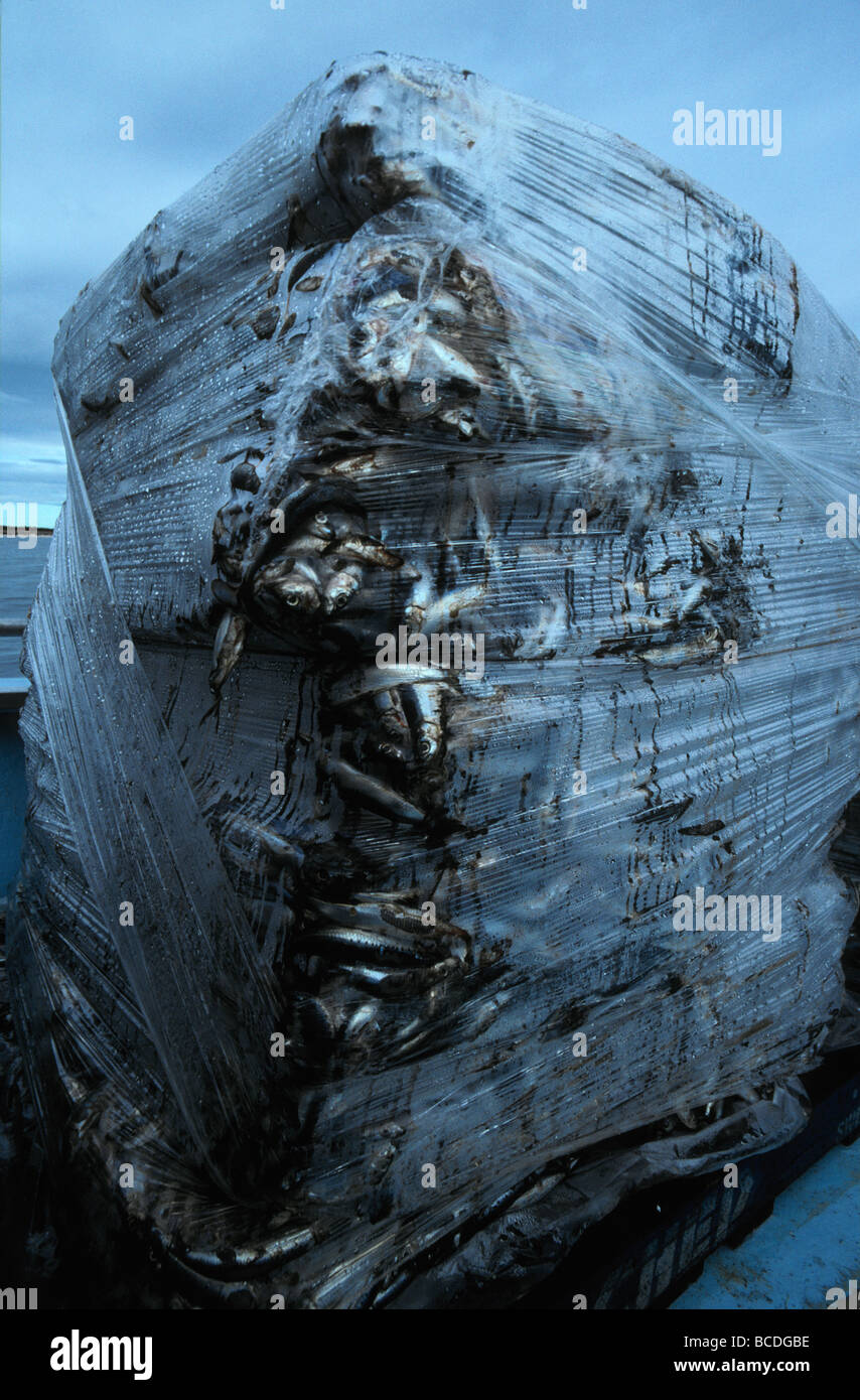 Dead pilchard hi-res stock photography and images - Alamy