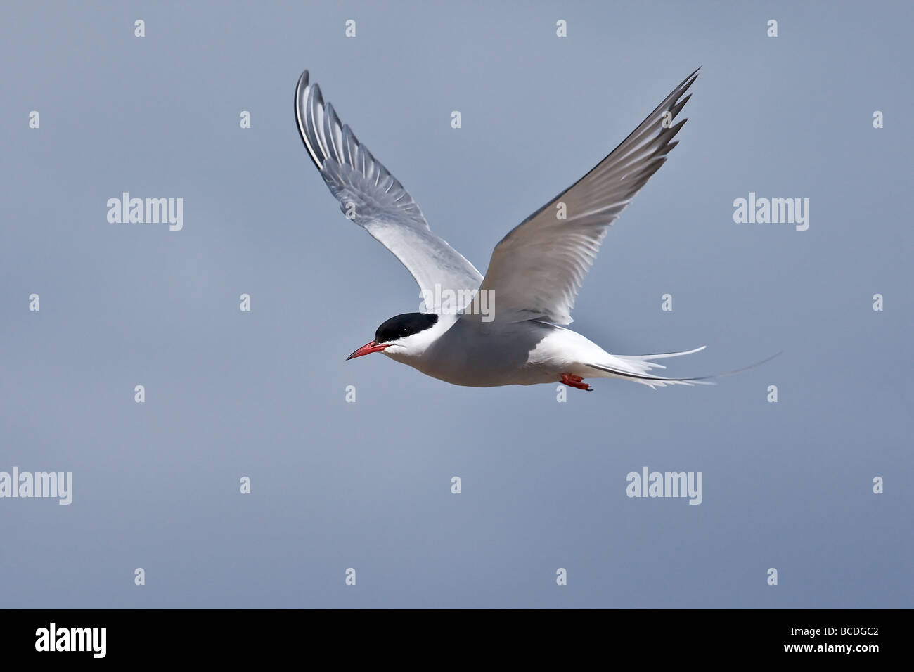 Arctic Tern in flight Stock Photo - Alamy