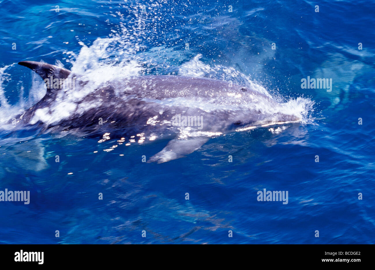 A Pacific Offshore Bottlenose Dolphin breaks the ocean surface Stock ...