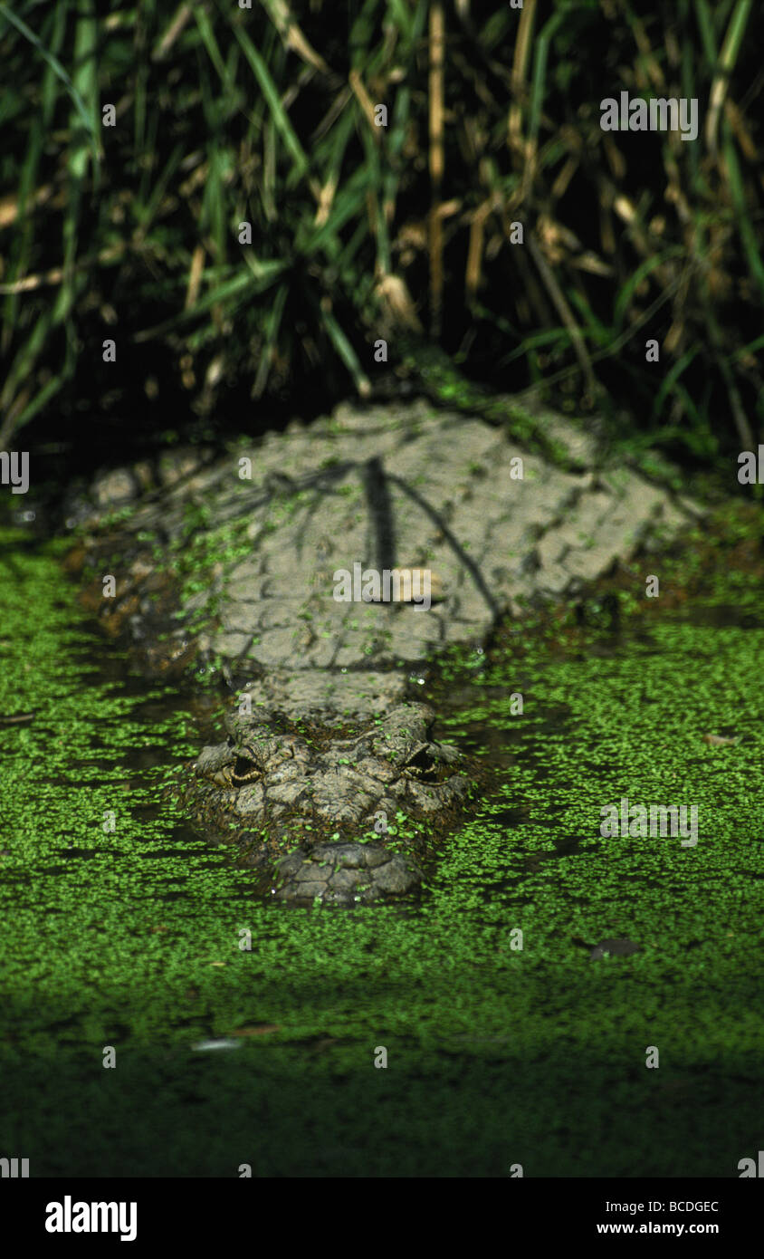 A Nile Crocodile lurking in wait in a stagnant wetland waterhole Stock ...