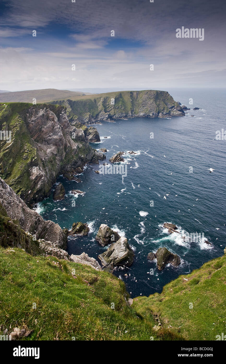 The seabird breeding cliffs at Hermaness Stock Photo - Alamy
