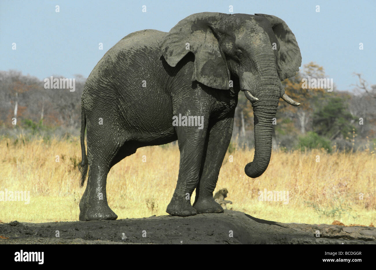Majestic elephant stands hi-res stock photography and images - Alamy
