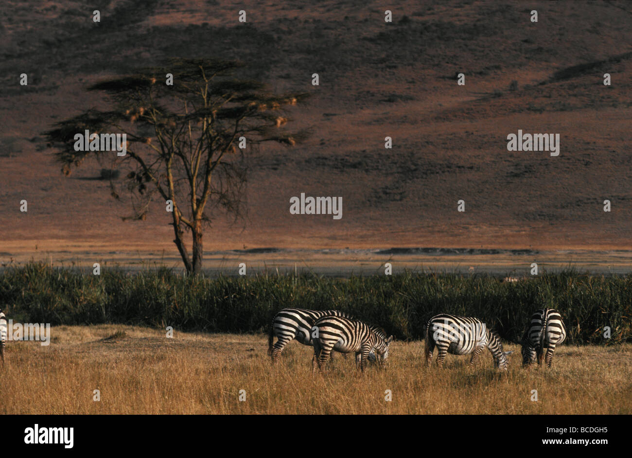 Zebra feed on a volcano crater floor at sunset beneath an Acacia tree ...