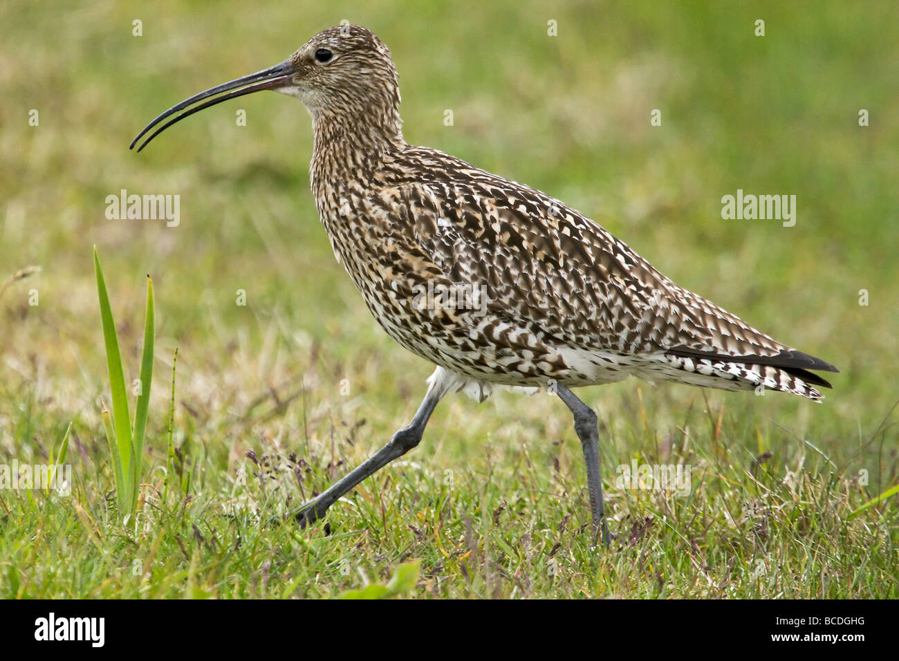 Curlew uk breeding hi-res stock photography and images - Alamy