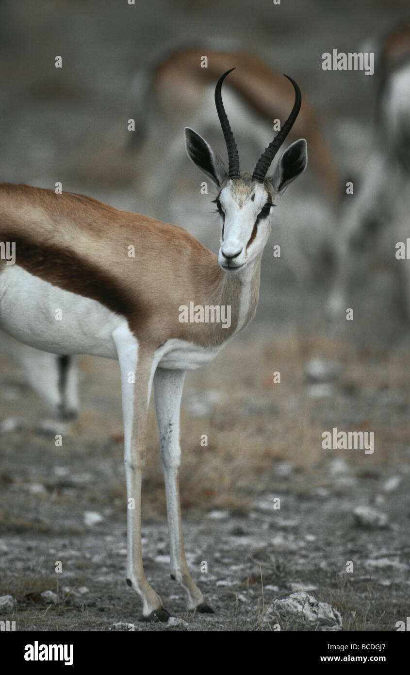 The delicate facial markings of a graceful and beautiful Springbok ...