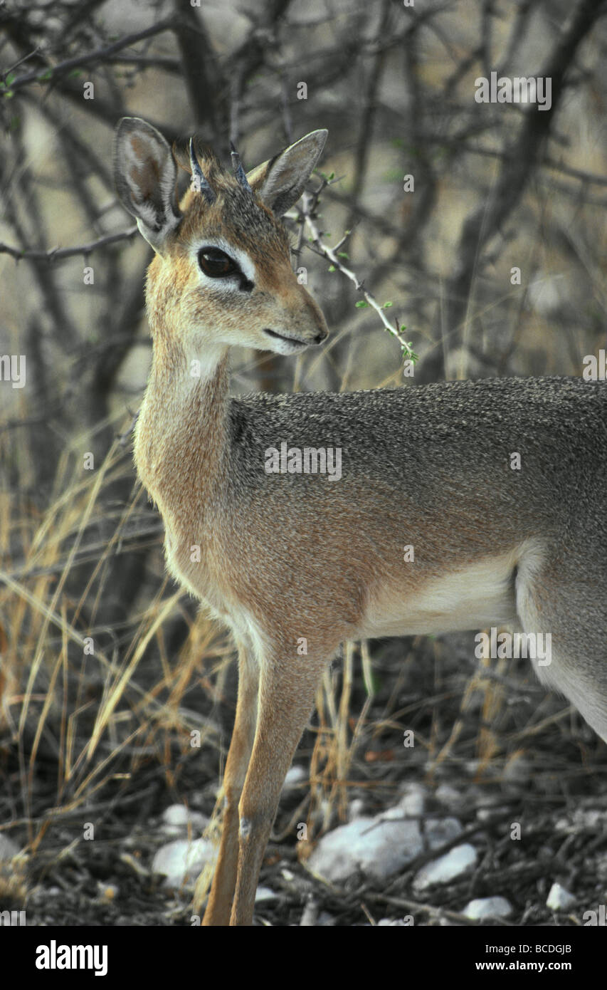 Dik Dik use glands beneath their eyes to leave scent trails on twigs ...