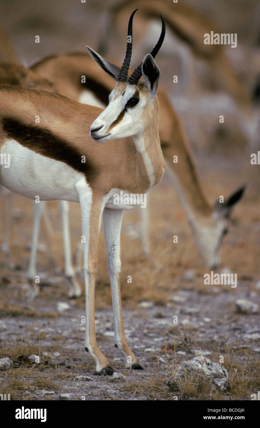 The delicate facial markings of a graceful and beautiful Springbok ...