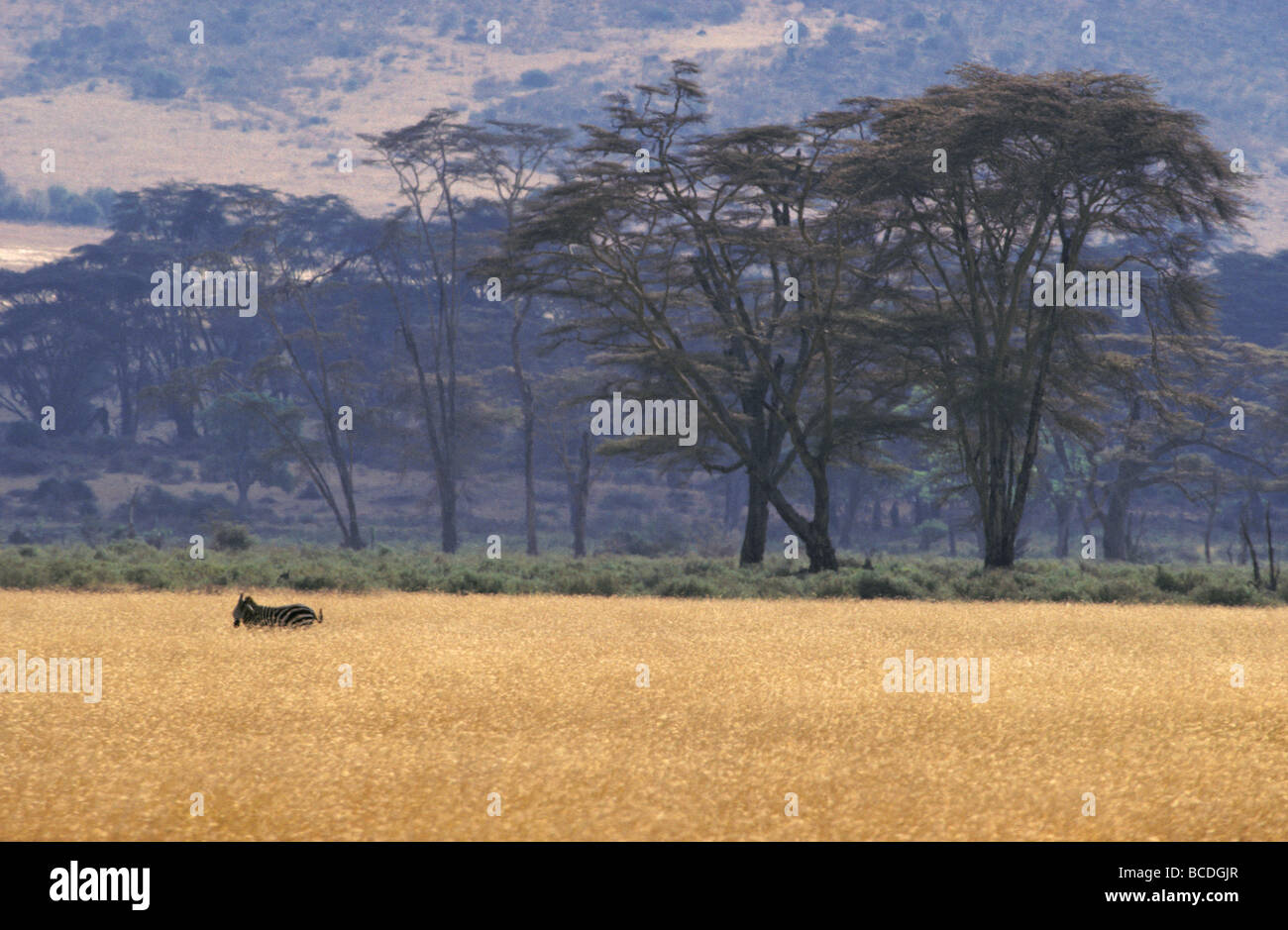 Shimmering heat haze hi-res stock photography and images - Alamy
