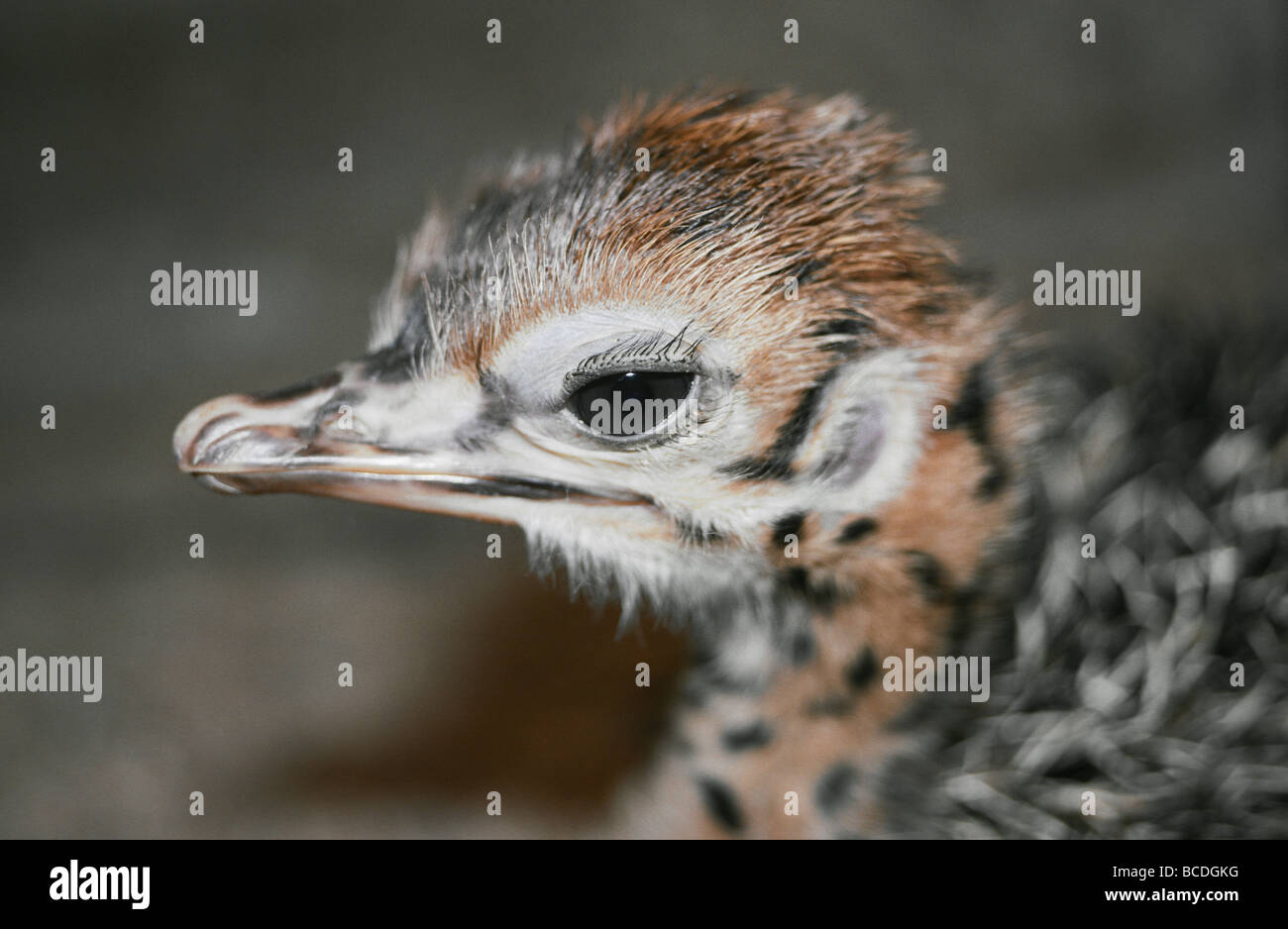 Portrait of a delicate 20 days old Ostrich Chick, with long eyelashes ...