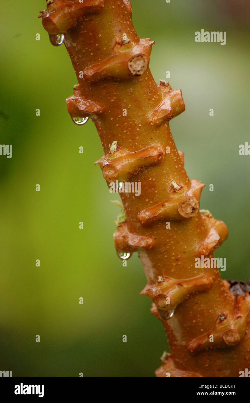 Monsoon drops on a tapioca shoot Stock Photo - Alamy